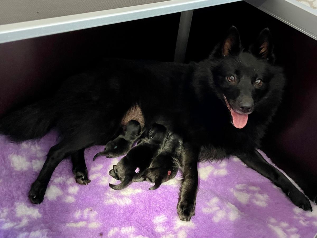 Flying Buddies - Schipperke Zuchtstätte - Blog: Der B-Wurf ist geboren