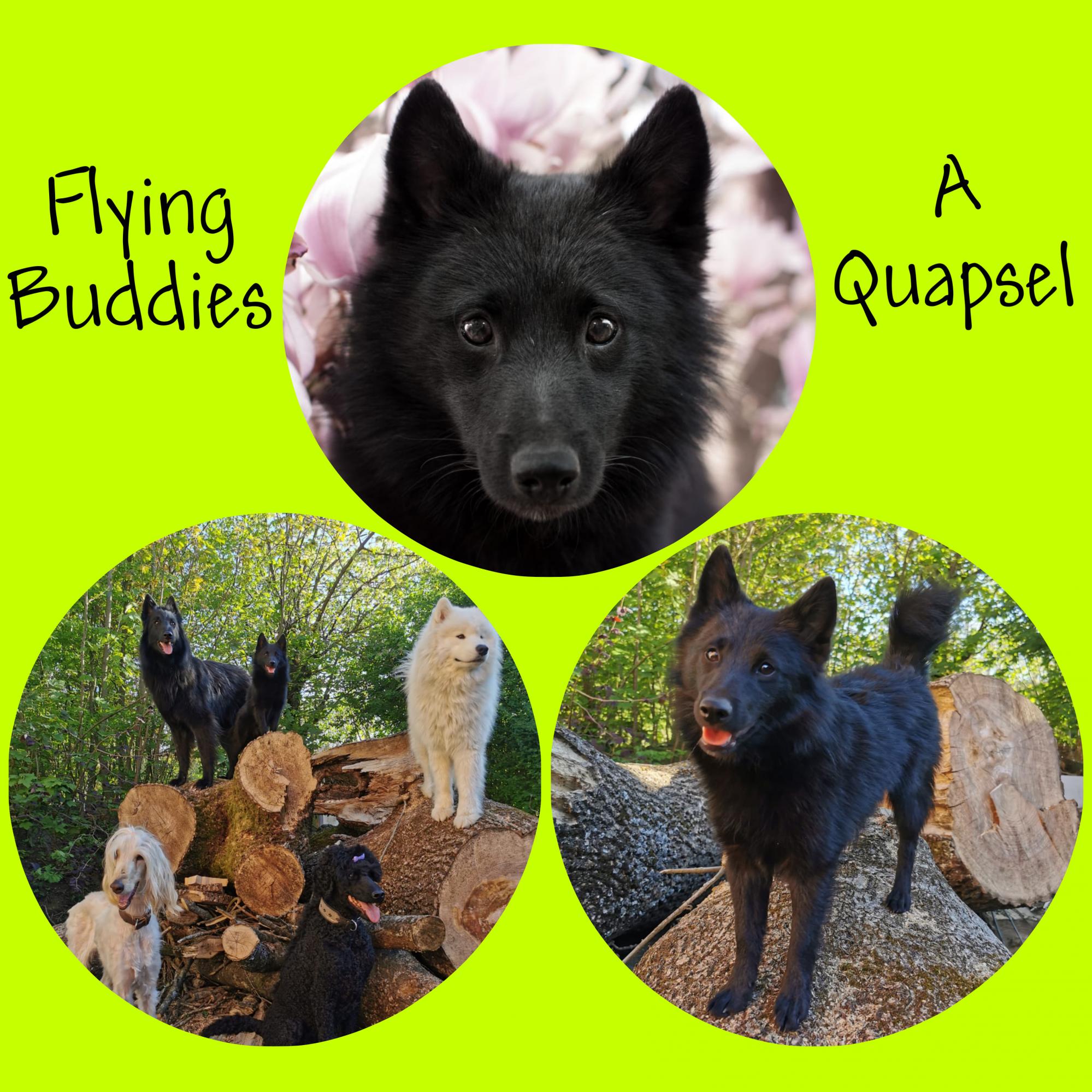 Flying Buddies - Schipperke Zuchtstätte - A-Wurf