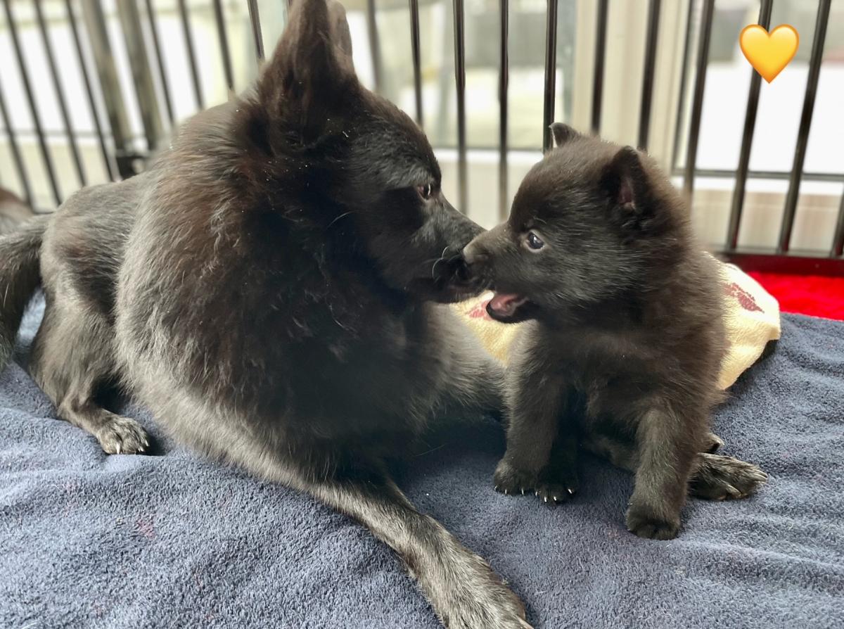 Flying Buddies - Schipperke Zuchtstätte - Blog: Große C-chen und ein ...