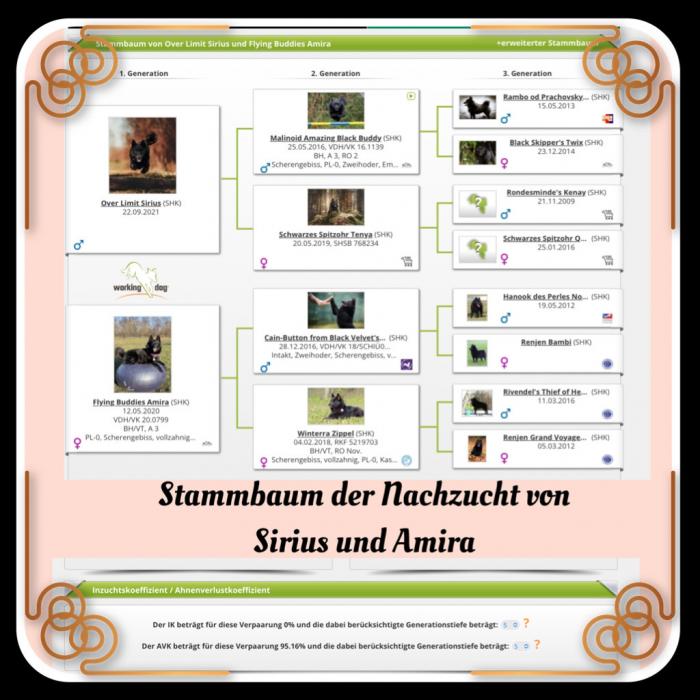 Flying Buddies - Schipperke Zuchtstätte - Wurfplanung