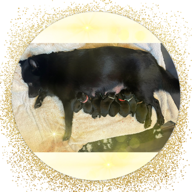 Flying Buddies - Schipperke Zuchtstätte - Blog: Buddy wird 8-facher Papa!!!