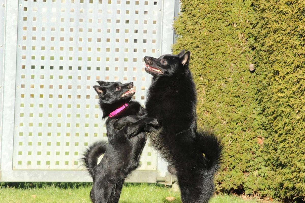 Flying Buddies - Schipperke Zuchtstätte - Blog: Aragon ist Papa geworden