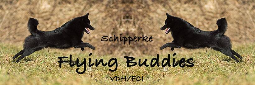Flying Buddies - Schipperke Zuchtstätte - Home