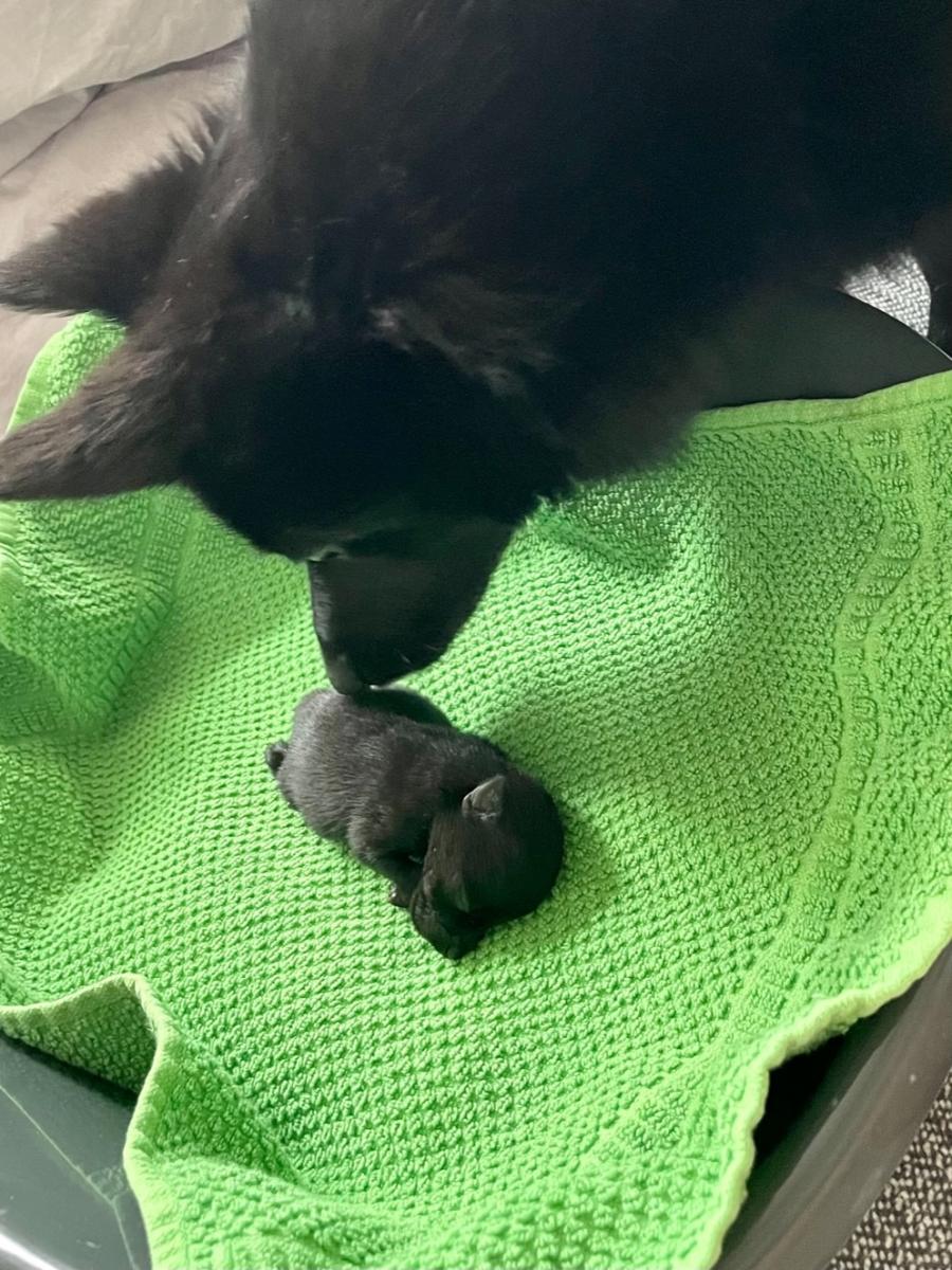 Flying Buddies - Schipperke Zuchtstätte - Blog: Ein kleiner Engel auf ...