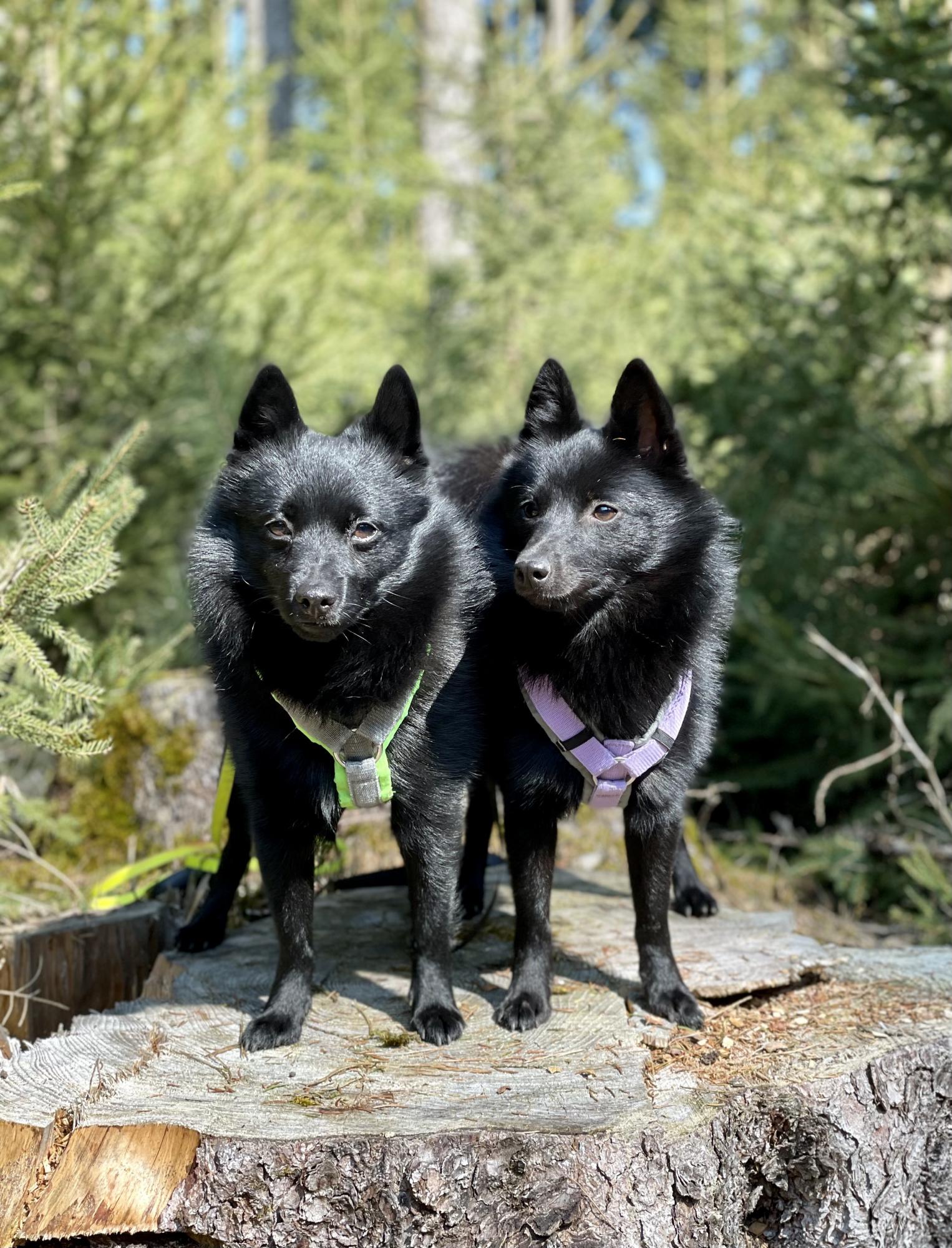 Flying Buddies - Schipperke Zuchtstätte - Bilder