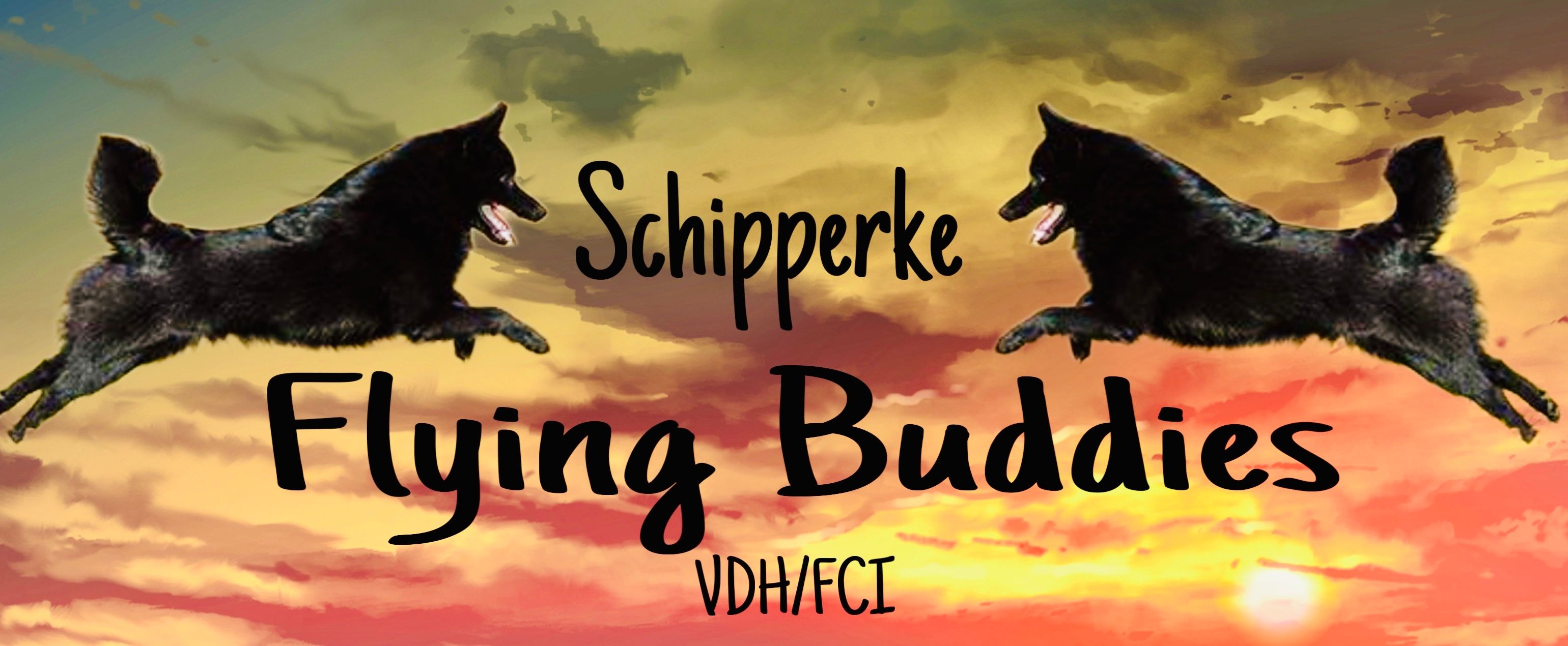 Flying Buddies - Schipperke Zuchtstätte - Home