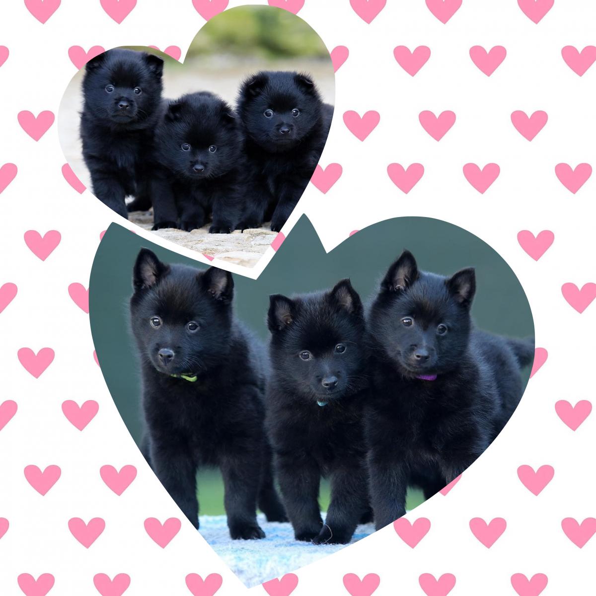 Flying Buddies - Schipperke Zuchtstätte - Blog: Buddy ist wieder Papa ...