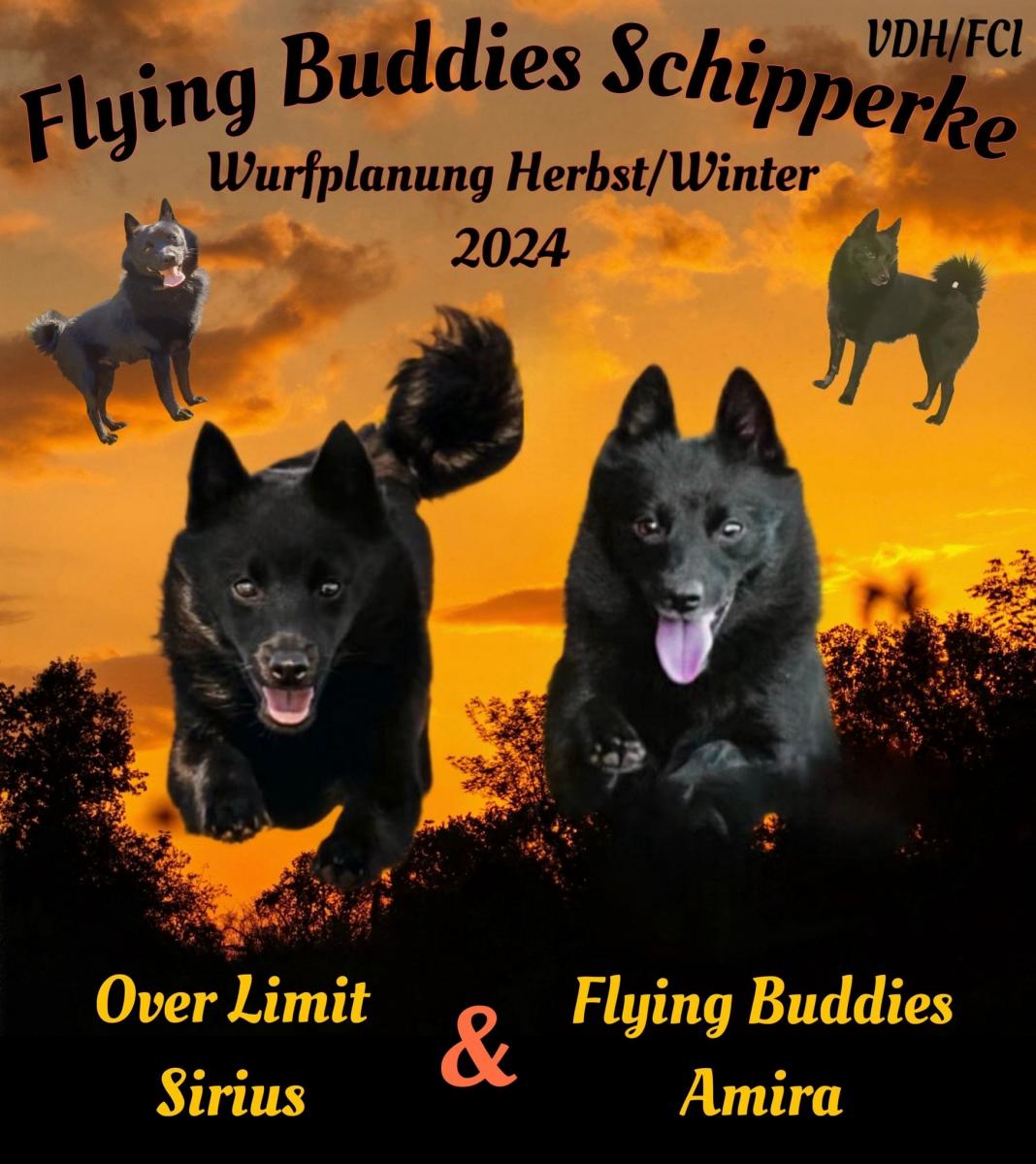 Flying Buddies - Schipperke Zuchtstätte - Blog: Wurfplanung online!
